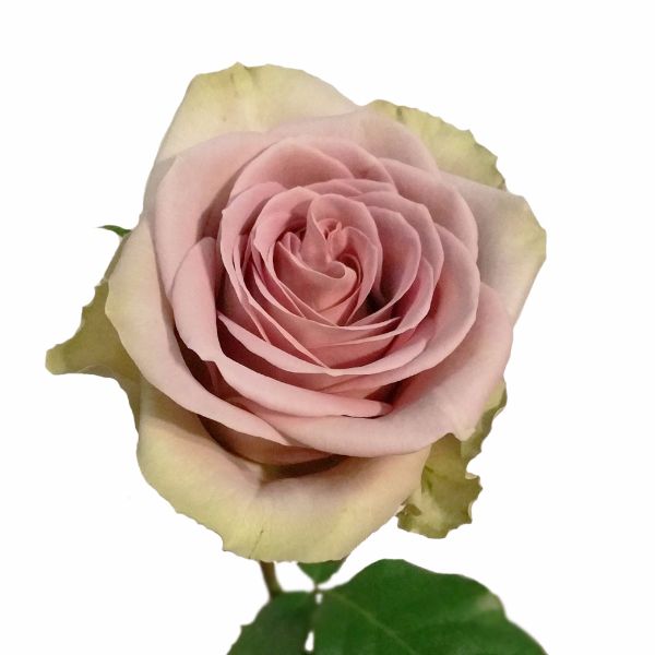 Rose - Amnesia Rose – Bloom Culture Flowers