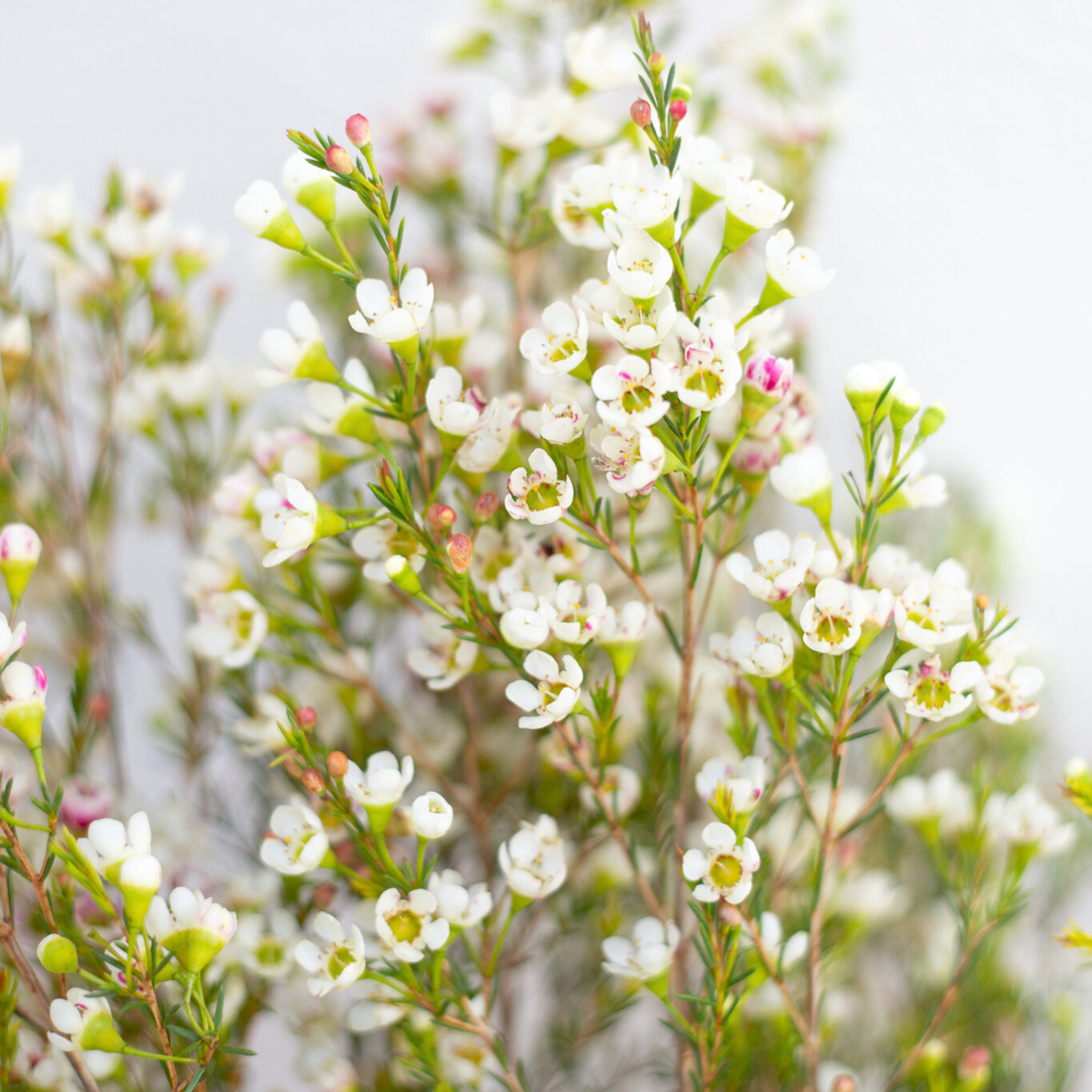 Wax Flower – Bloom Culture Flowers