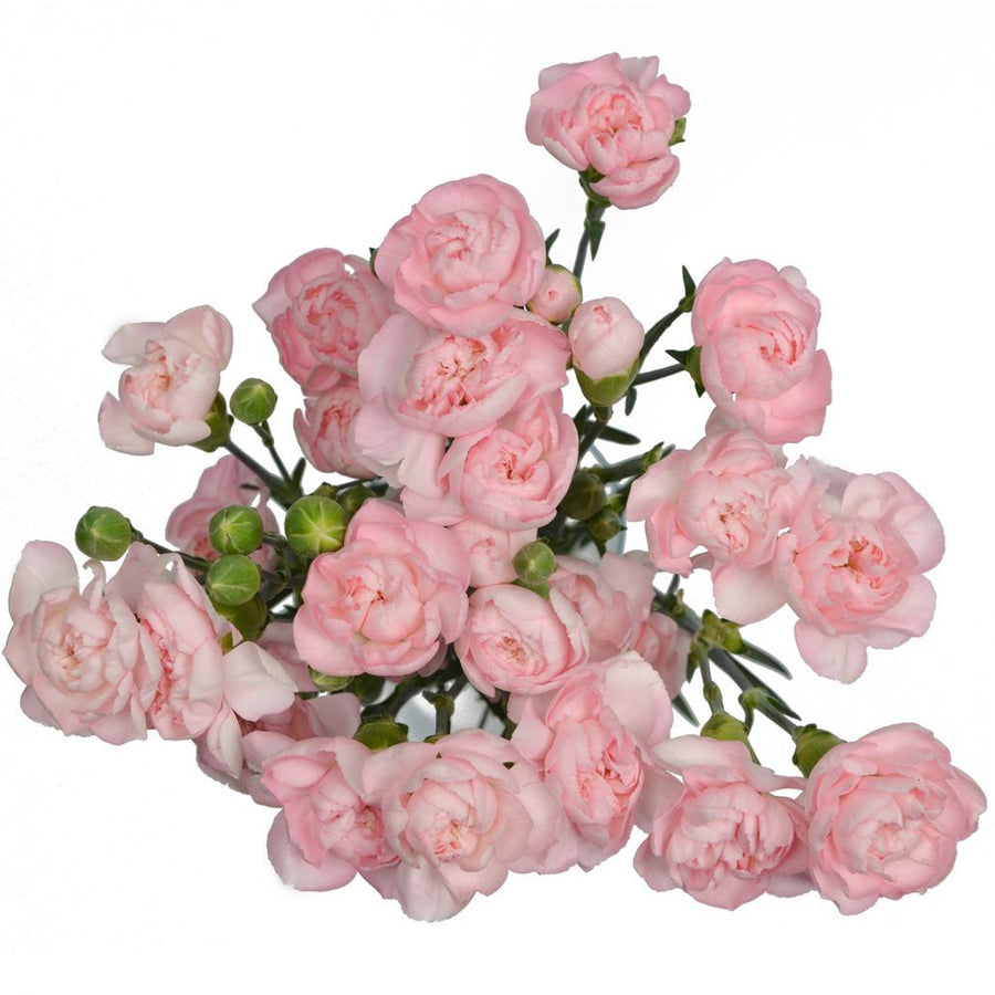 Mini Carnations - Light Pink – Bloom Culture Flowers