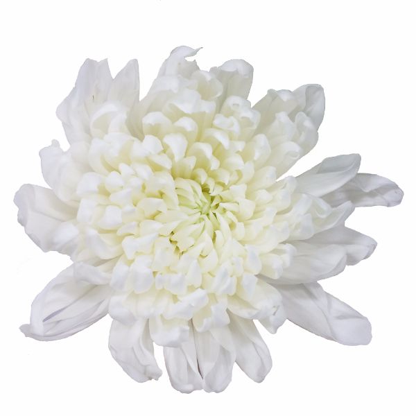 China Mum - White – Bloom Culture Flowers