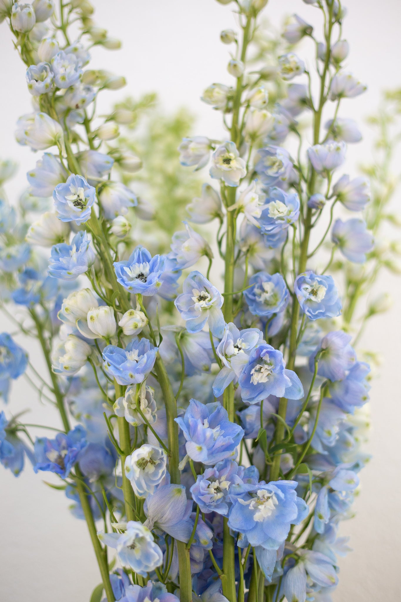 Delphinium - Light Blue – Bloom Culture Flowers