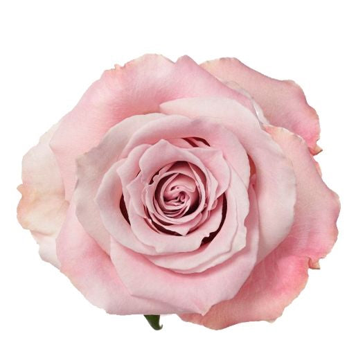 Rose - Faith – Bloom Culture Flowers
