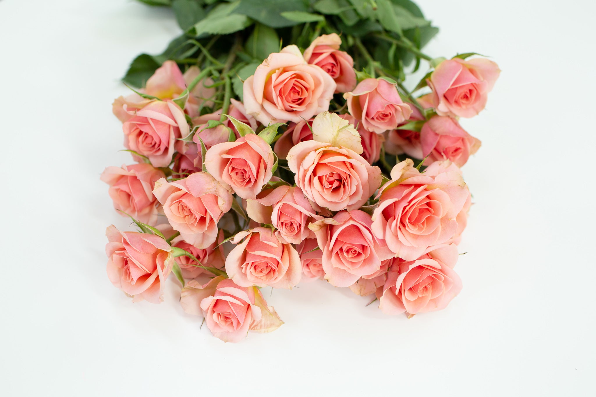 Spray Rose - Ilse peachy/pink – Bloom Culture Flowers