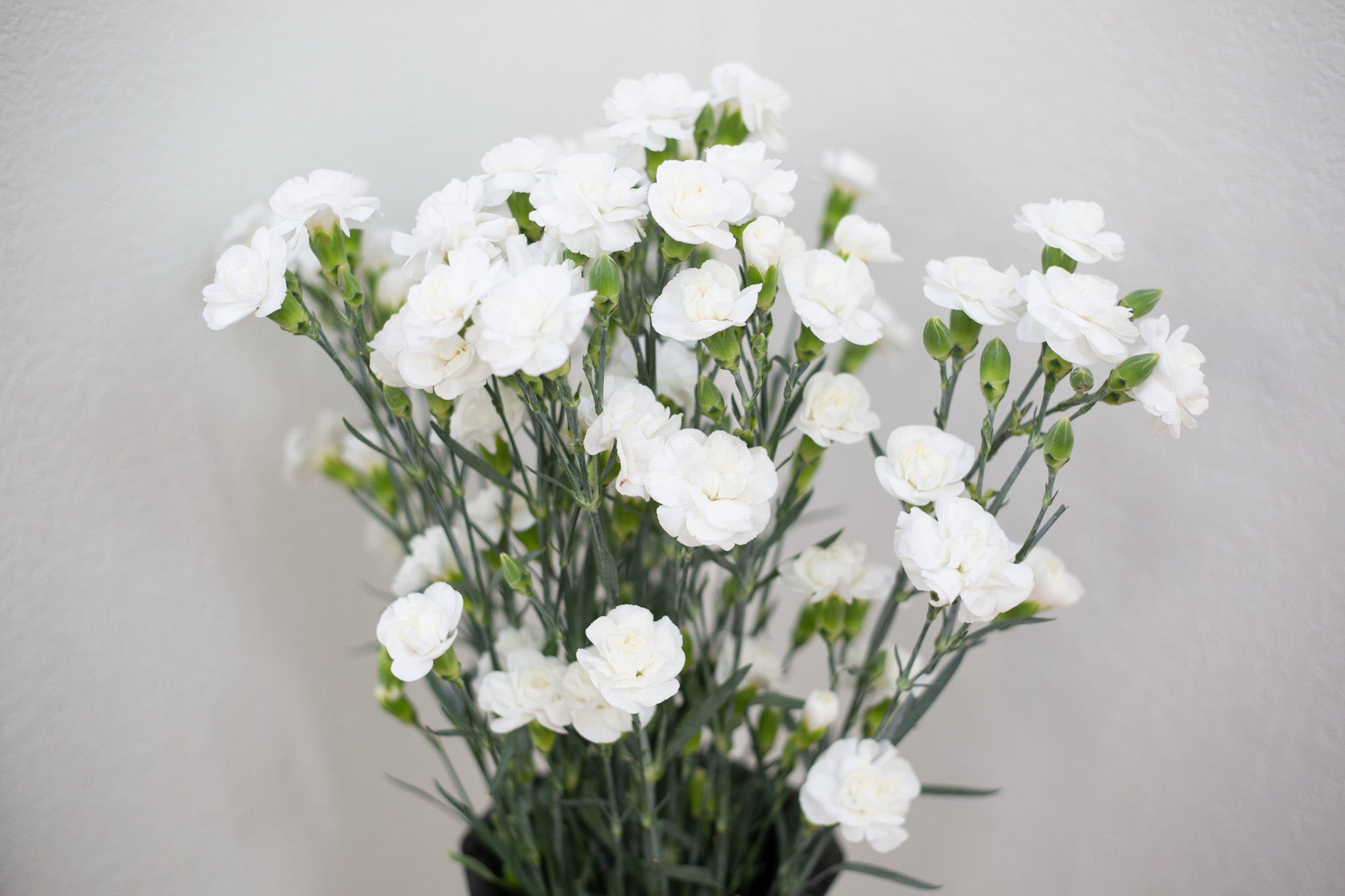 Mini Carnations - White – Bloom Culture Flowers