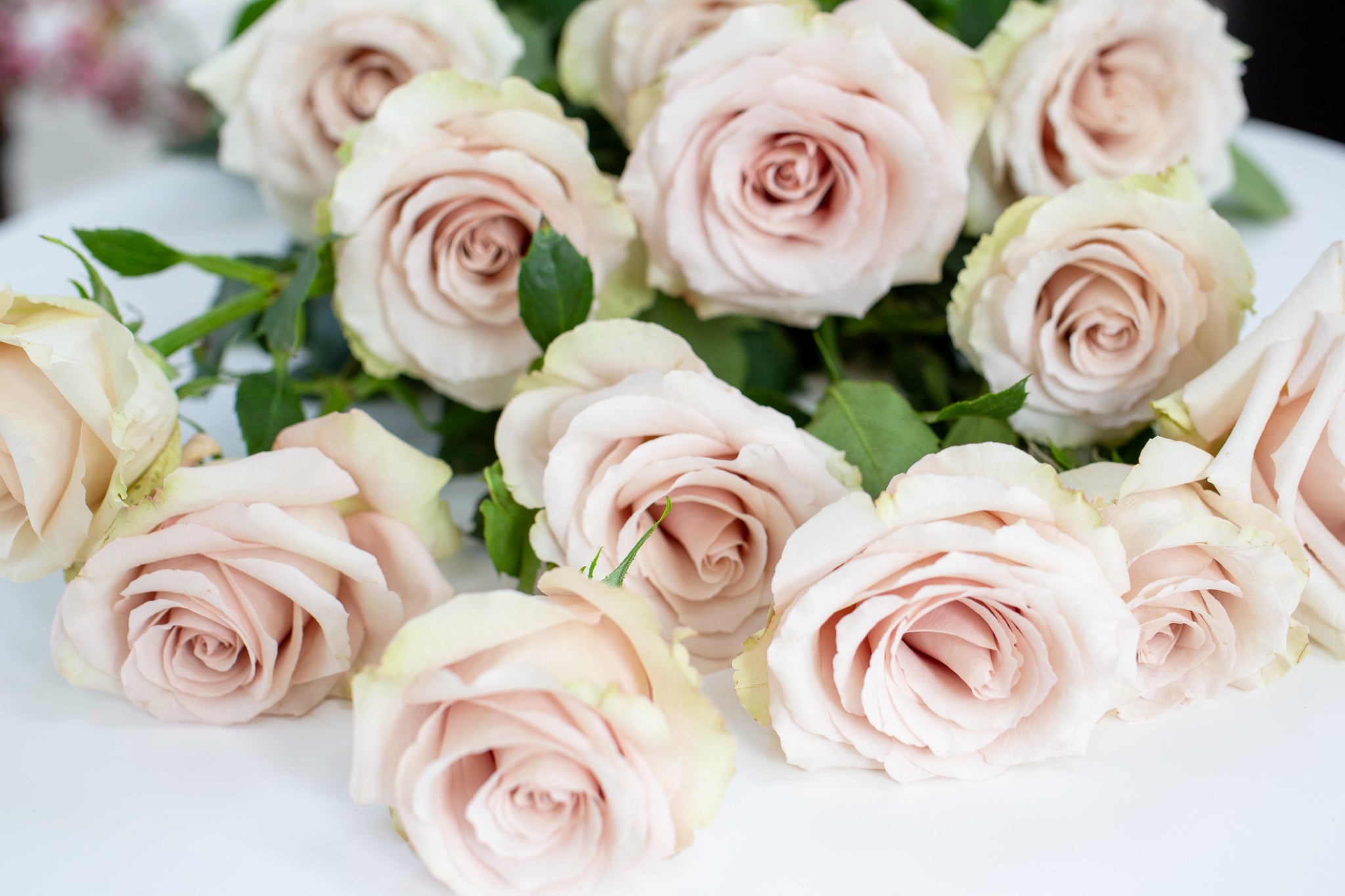 Quicksand Rose 50 QUICKSAND ROSES | Rosanti Flowers