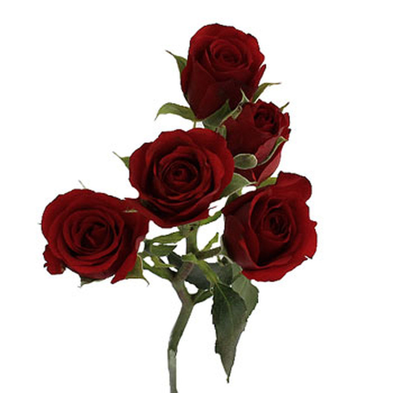 Spray Rose - Dark Red/Rubicon – Bloom Culture Flowers