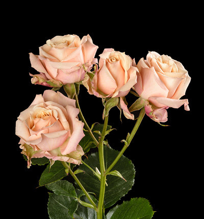 Spray Rose - Sahara – Bloom Culture Flowers