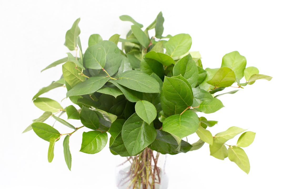 Salal/Lemon Leaf – Bloom Culture Flowers