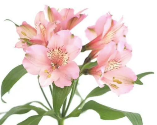 Alstroemeria - Blush/Light Pink – Bloom Culture Flowers