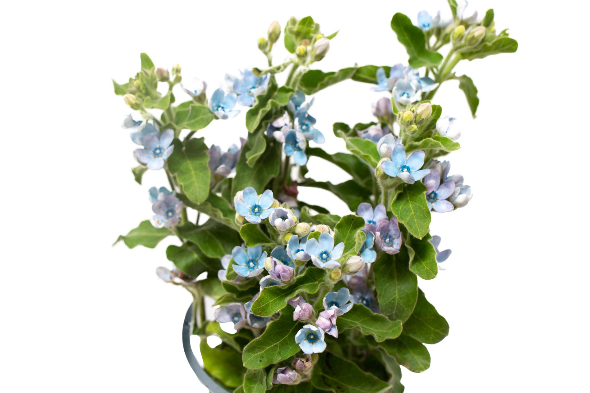 Tweedia - Light blue – Bloom Culture Flowers