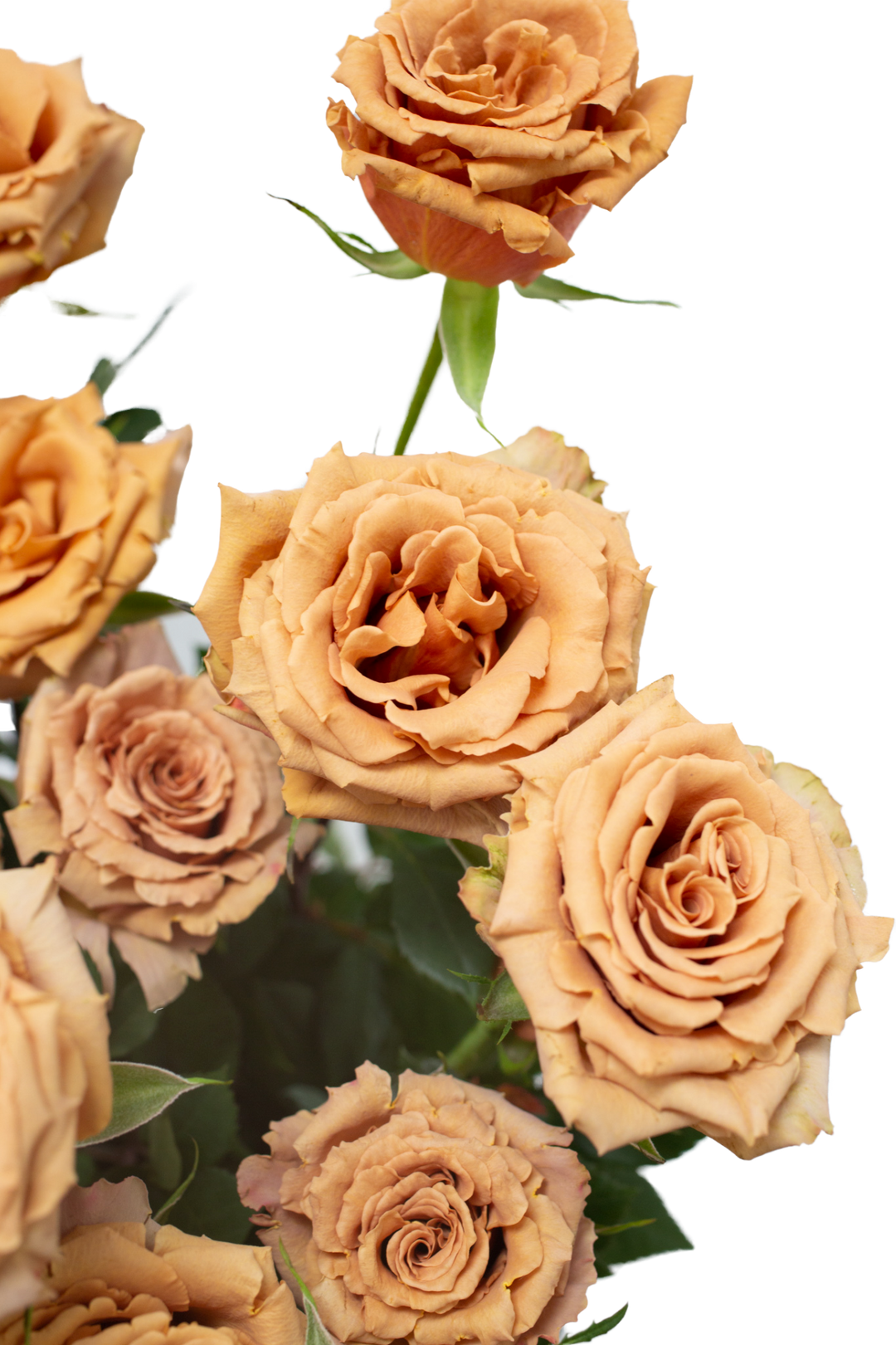 Rose - Toffee – Bloom Culture Flowers