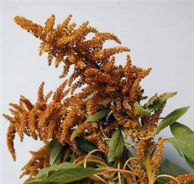 Amaranthus - Upright - Brown/Bronze – Bloom Culture Flowers