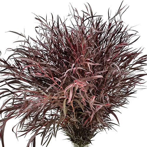 Agonis Foliage – Bloom Culture Flowers