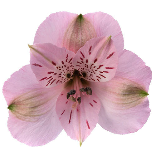 Alstroemeria - Light Pink – Bloom Culture Flowers