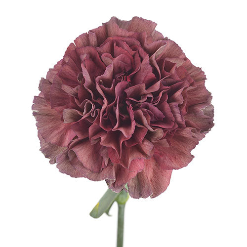 Carnation - Sepia Mauve – Bloom Culture Flowers