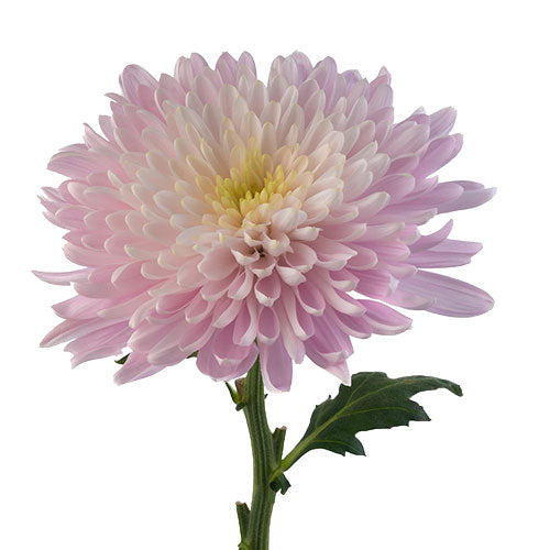 Chrysanthemum - Lavender – Bloom Culture Flowers