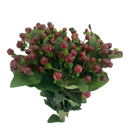 Hypericum Berry - Burgundy – Bloom Culture Flowers