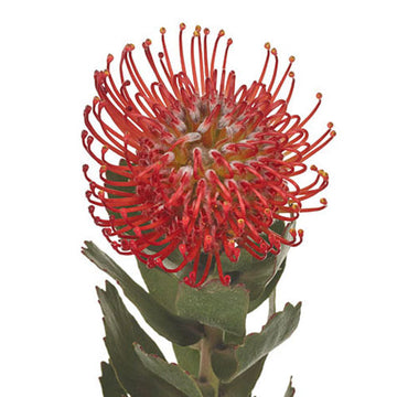 Bulk Red Pincushion Protea for DIY Weddings - Bloom Culture Flowers