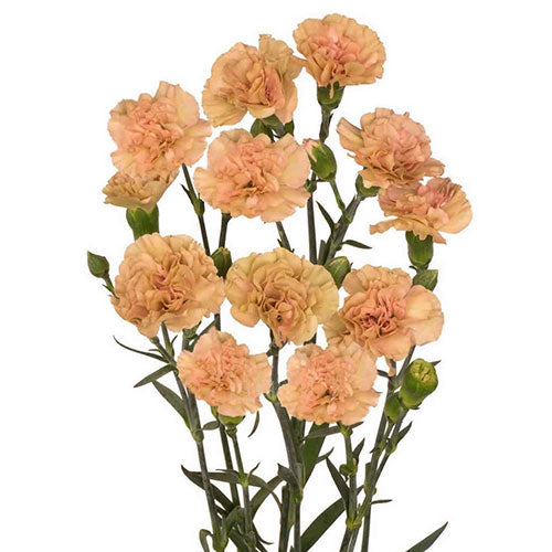 Mini Carnation - Beige – Bloom Culture Flowers