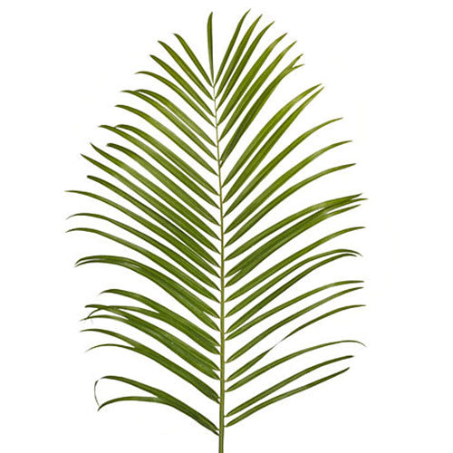 Robellini Palm – Bloom Culture Flowers