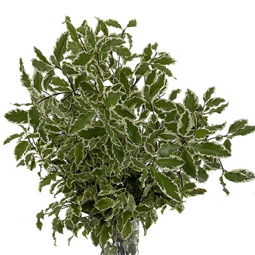 Pittosporum - Nigra Variegated – Bloom Culture Flowers