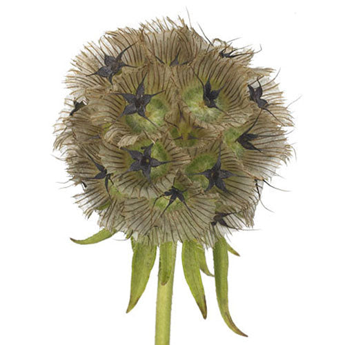 Scabiosa Pods – Bloom Culture Flowers