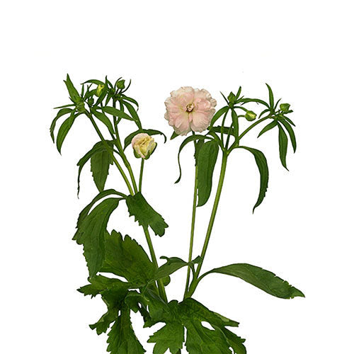 Ranunculus Butterfly - blush – Bloom Culture Flowers