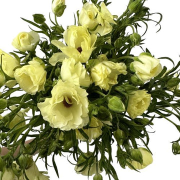 Ranunculus Butterfly - Cream – Bloom Culture Flowers