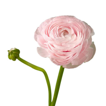 Ranunculus - Pink/Blush – Bloom Culture Flowers