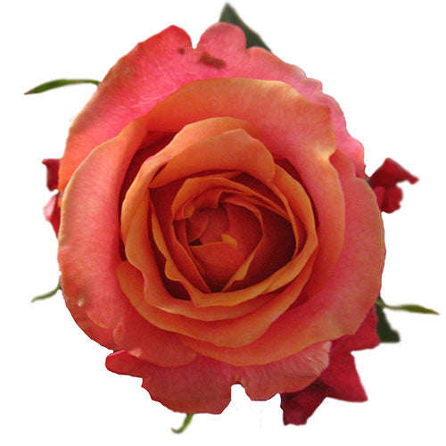 Rose - Cherry Brandy – Bloom Culture Flowers