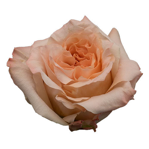 Rose - Shimmer – Bloom Culture Flowers