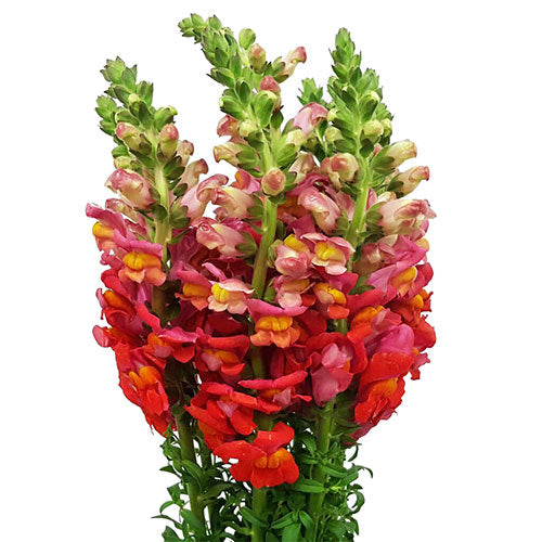 Bulk Orange Snapdragons for DIY Weddings - Bloom Culture Flowers