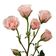 Spray Rose - Pink Majolica – Bloom Culture Flowers