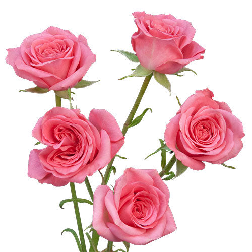 Spray Rose - Hot Pink – Bloom Culture Flowers