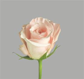 Rose - Sweet Escimo – Bloom Culture Flowers