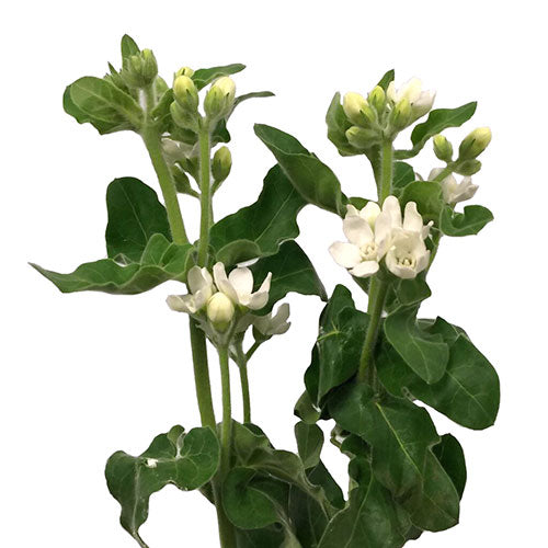 Tweedia - White – Bloom Culture Flowers