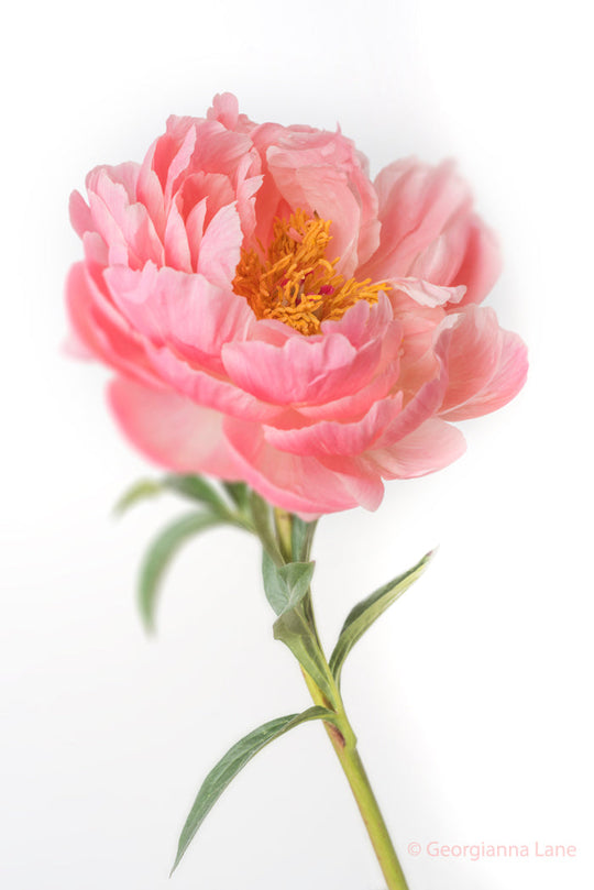 Peonies - Choral Charm – Bloom Culture Flowers