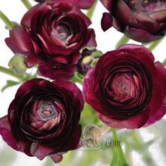 Ranunculus - Wine tone (burgundy/deep plumb) – Bloom Culture Flowers
