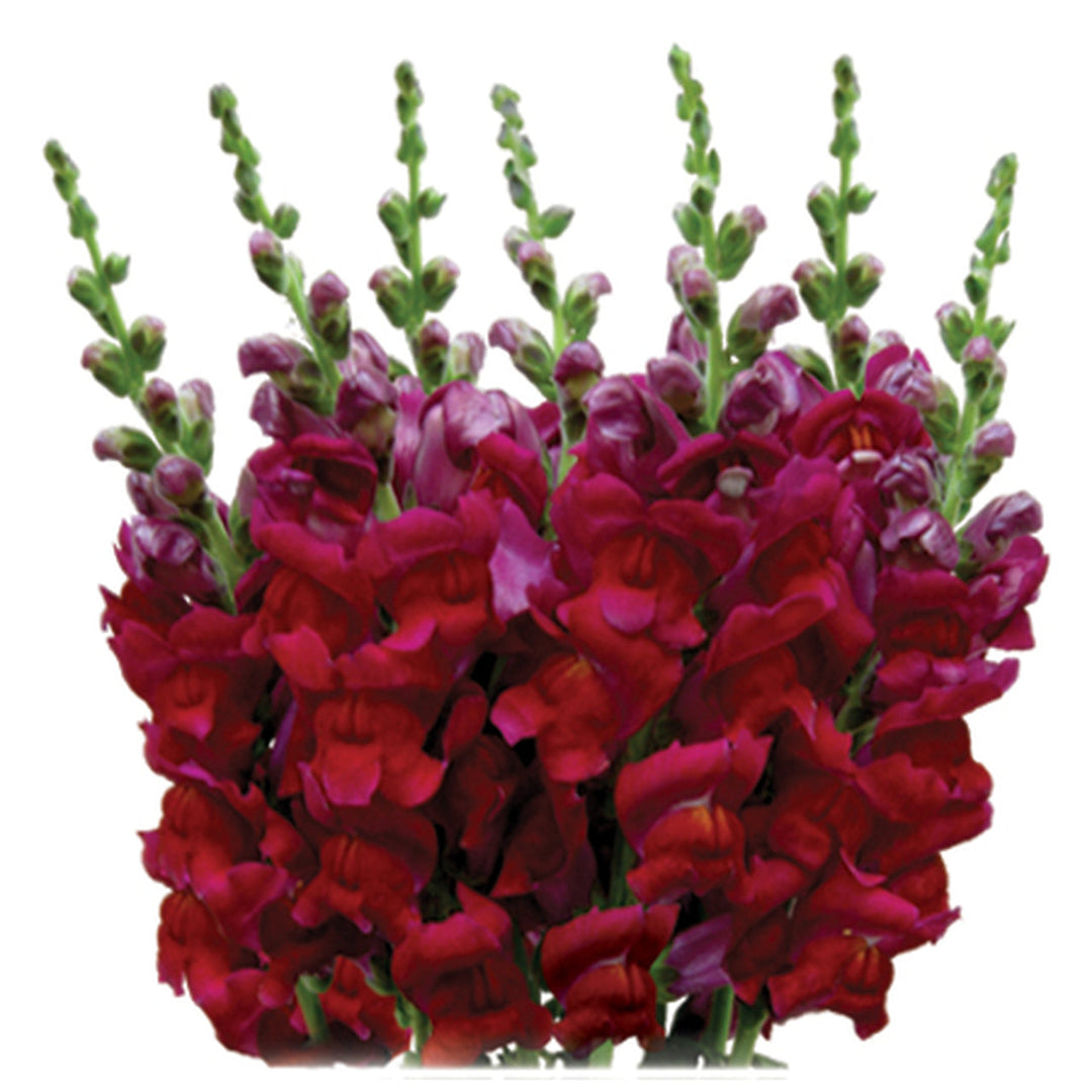 Snapdragons - Burgundy – Bloom Culture Flowers