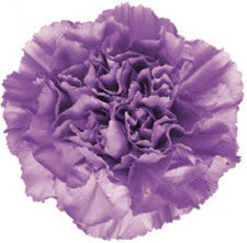 Carnations - Moonlight Fancy – Bloom Culture Flowers