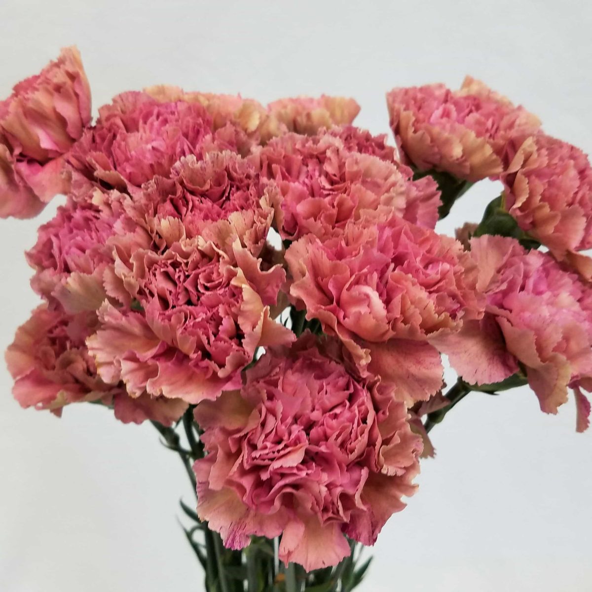 Carnations - Babylon - Deep Pink – Bloom Culture Flowers