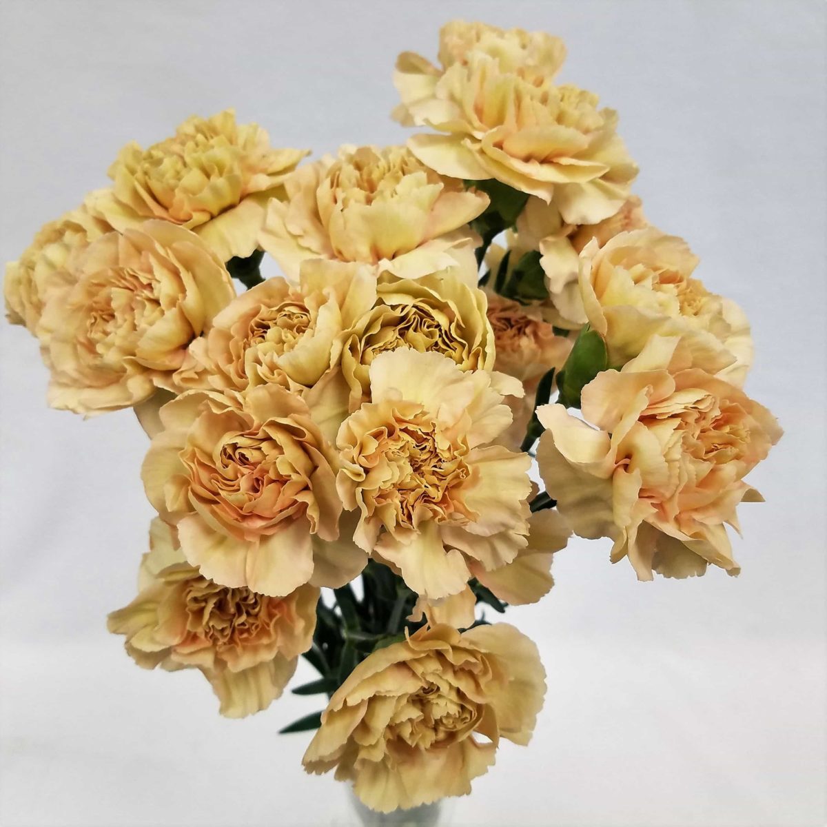 Carnation - Terra-Cotta/Le Marrone Beige – Bloom Culture Flowers