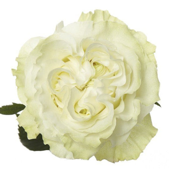 Rose - Moonstone – Bloom Culture Flowers
