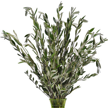 Bulk Olive Branch Greenery for DIY Weddings - Bloom Culture Flowers