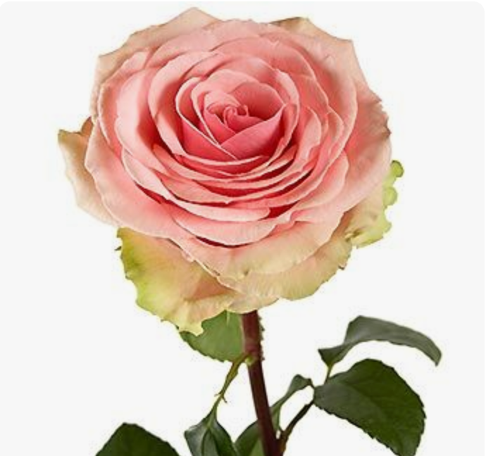 Rose - Geraldine Antique Pink – Bloom Culture Flowers