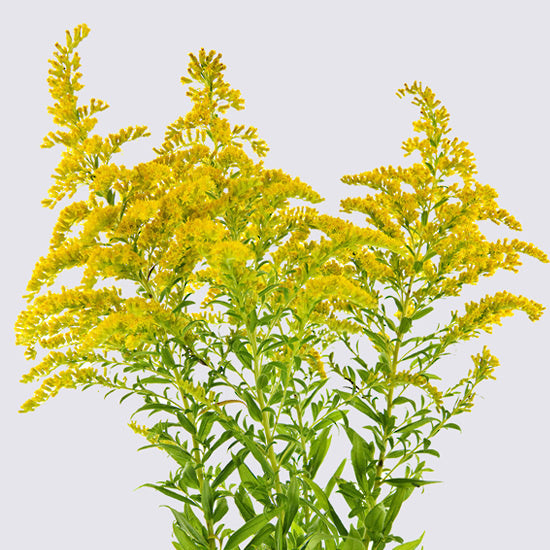 Solidago - Yellow – Bloom Culture Flowers