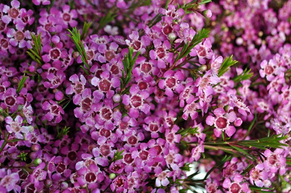 Wax Flower - Purple – Bloom Culture Flowers