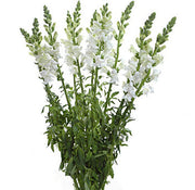Bulk White Snapdragons for DIY Weddings - Bloom Culture Flowers