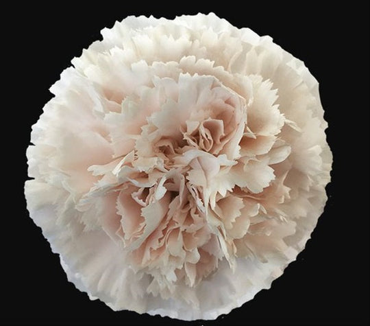 Carnations - Brut/Light Blush – Bloom Culture Flowers