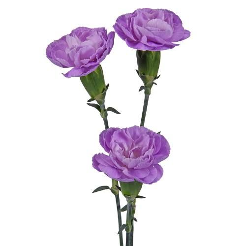 Mini Carnations - MoonPearl Fancy – Bloom Culture Flowers